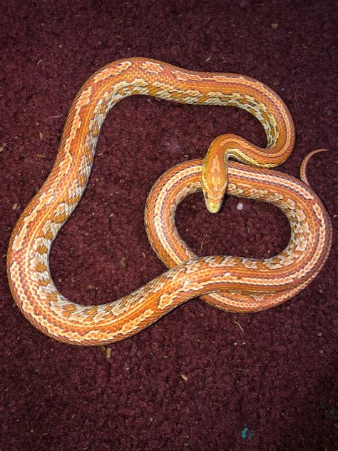 Corn Snake Breeding Plans 2021 First Lock Of The Year Today Corn