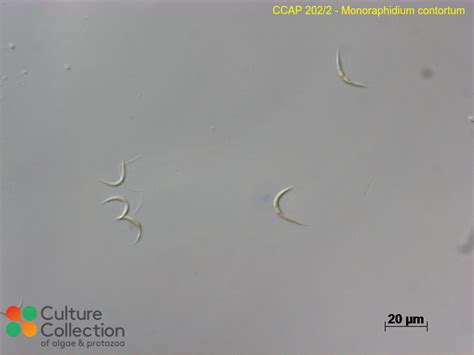 Monoraphidium Contortum Monoraphidium Contortum