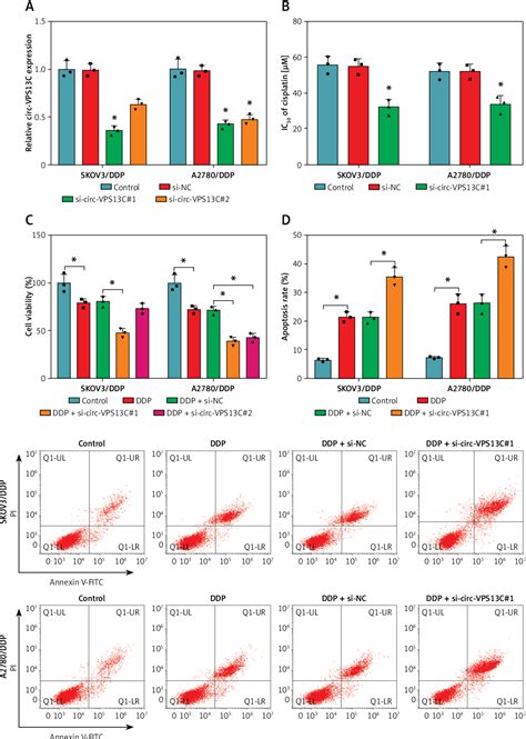 Figure 2 From Circ Vps13c Enhances Cisplatin Resistance In Ovarian Cancer Via Modulating The Mir