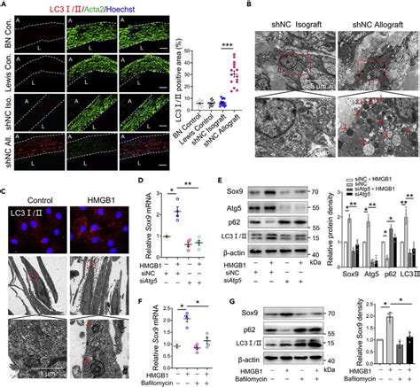 Autophagy Is Associated With Increased Sox9 Expression In Vsmcs A