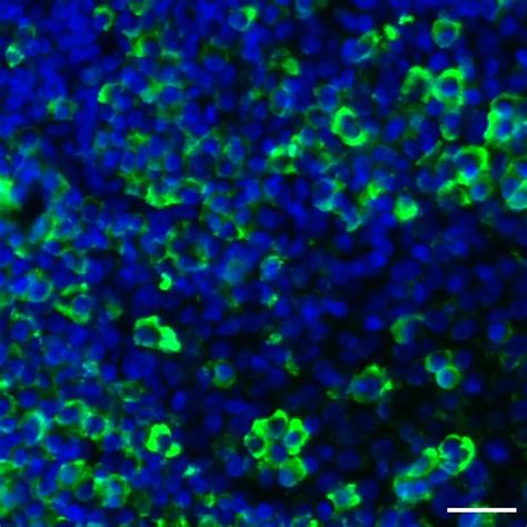 Pi3k P85 Antibody Anti Human Pe Miltenyi 优宁维 Univ 商城