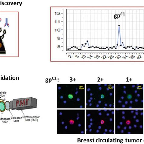 1 Glycan Array Discovery And Fast Scan Validation Of A Novel Glycan Download Scientific
