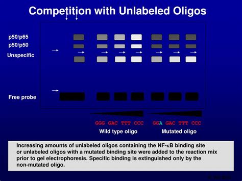 Ppt Electro Mobility Shift Assay Emsa Band Shift Assay Gel Shift Assay Powerpoint Presentation