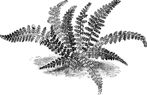 Asplenium Fontanum Vintage Illustration Line Oblong Asplenium Vector
