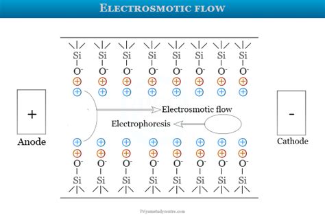 Capillary Electrophoresis Overview And Applications