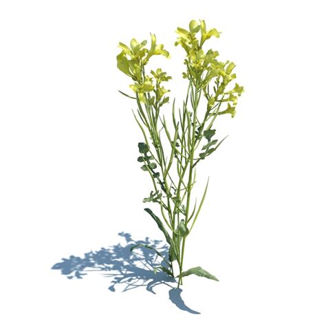 Yellow Flowering Brassica Napus With Slender Stems 3d Model Download