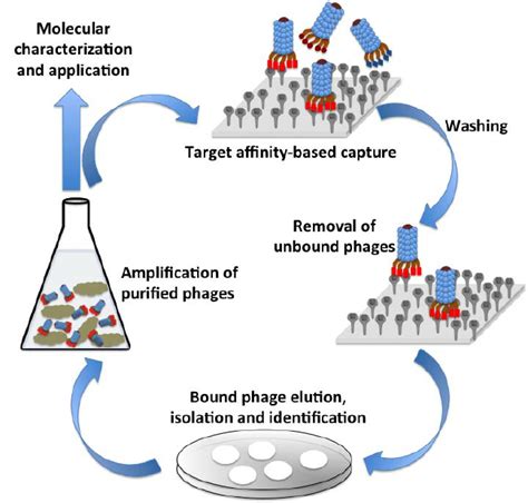 A Schematic Of Affinity Based Selection Procedure Adapted In Phage