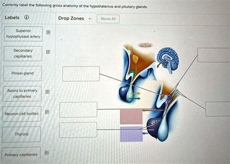 Correctly Label The Following Gross Anatomy Of The Hypothalamus And