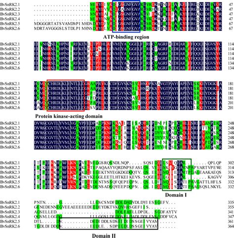 Multiple Sequences Alignments Of Six Bvsnrk2s The Atp Binding Region Download Scientific