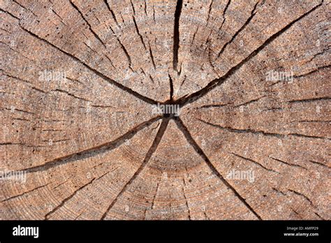 Horizontal Close Up Of Age Rings On Tree Stock Photo Alamy