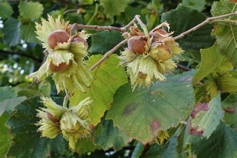 Hazelnut Tree Plant Care Growing Tips Horticulture Co Uk