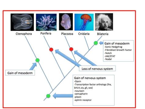 Будова фізіологія та еволюція нервової системи презентация онлайн