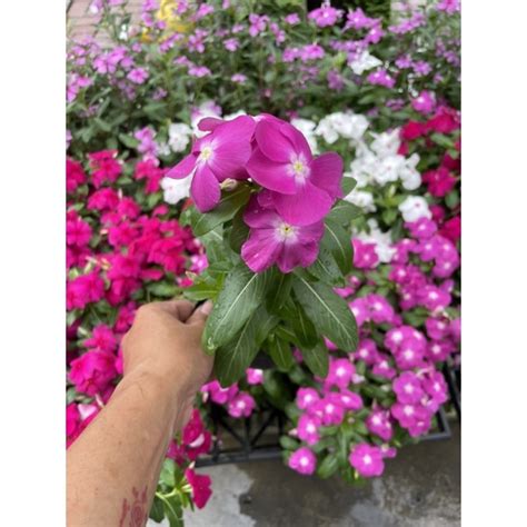 霏霏園藝日日春特價一棵45元3吋盆 蝦皮購物
