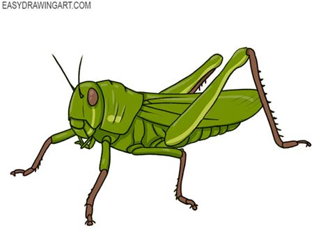How To Draw A Grasshopper Easy Drawing Art