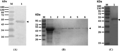Western Blot Sdspage Analysis And Purification Of The Recombinant