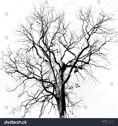 Tree Without Leaves Drawing Images Stock Photos Vectors Shutterstock