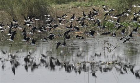 15 Best Places To Experience Wildlife In Bihar