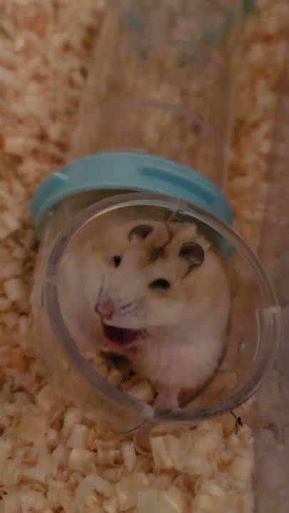 햄스터 하품샷~♡ Youtube