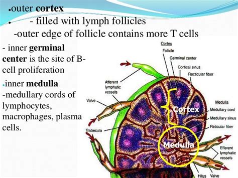 Anatomy Of Lymph Node