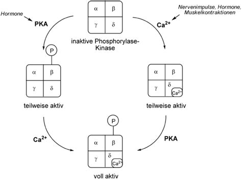 Phosphorylase Kinase Wikipedia