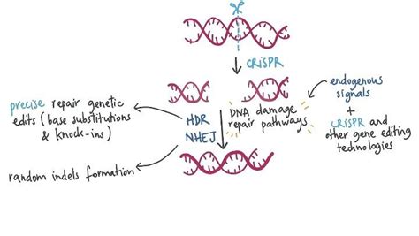 Crispr Biotech Engineering On Linkedin Dna Repair Through Non Homologous End Joining Nhej And