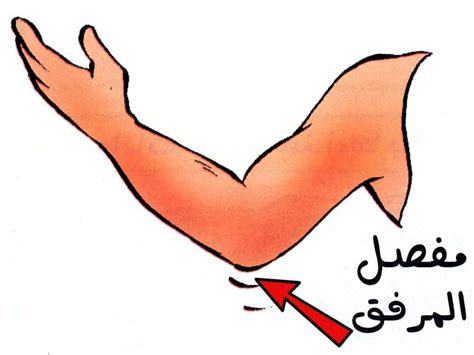 بحث حول الأجزاء الرئيسية لجسم الإنسان دور المفاصل الموسوعة المدرسية