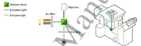 Schematic Representation Of A Typical Fluorescence Microscope And Its Download Scientific