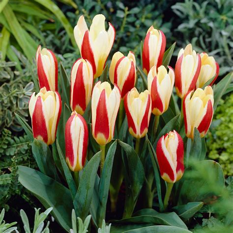 Buy Tulip The First At J Parkers