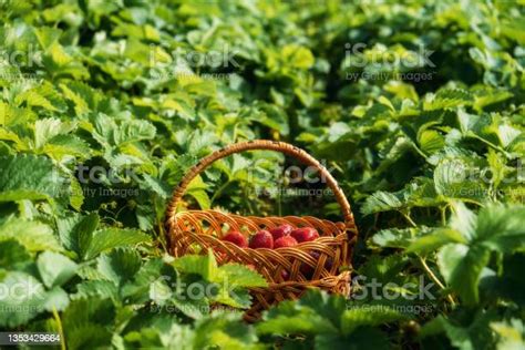 딸기 밭에서 과일을 따기 딸기 농장에서 수확 딸기 작물 바구니에 신선한 잘 익은 유기농 베리 농업 및 생태 과일 농업 개념 0명에 대한 스톡 사진 및 기타 이미지 Istock