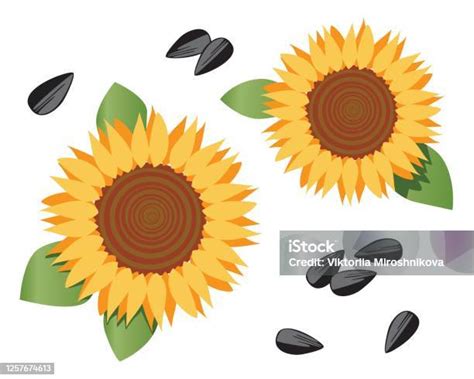 해바라기와 씨앗은 디자인에 대한 흰색 배경에 고립 해바라기 꽃과 씨앗의 세트 또는 컬렉션플랫 벡터 스톡 일러스트 0명에 대한