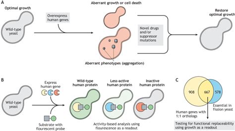 Expanding The Scope Of Humanized Yeast A Systematic Screening Of Download Scientific Diagram