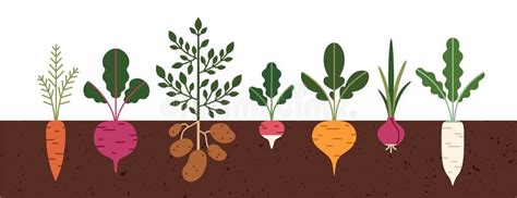 Growing Farm Crop Plant Stock Illustrations 28609 Growing Farm Crop