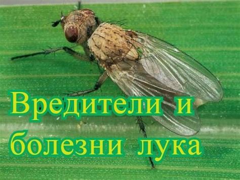 МЫ-ДАЧНИКИ | OK.RU