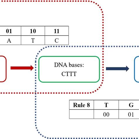 Example Of DNA Encoding And Decoding Download Scientific Diagram
