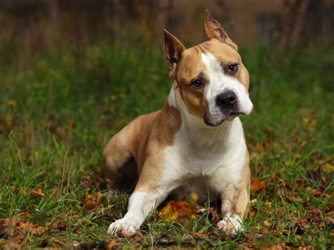 How To Train Staffordshire Bull Terrier At Charlie Skirving Blog