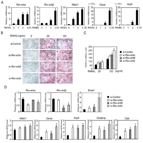 Expression Of Rev­erbs And Effect Of Knockdown Of Rev­erbα And Rev­erbβ