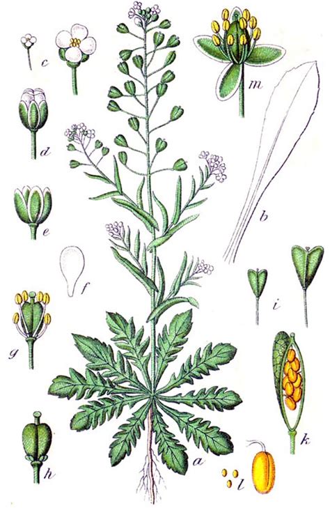 Пастушья сумка обыкновенная - AgroFlora.ru