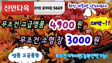 오늘은 특별기획특가 무조건4900원and3000원 다육 균일가로 맘껏 고르세요 재클린 씨밀레 레드다이아몬드펄 💕3000원 다육 솜니엄 슈퍼클론 블랙타이거등 유료광고포함