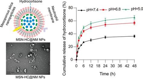 载有氢化可的松的中性粒细胞膜包被的介孔二氧化硅纳米颗粒减轻 Dss 诱导的小鼠结肠炎 Acs Applied Nano Materials X Mol