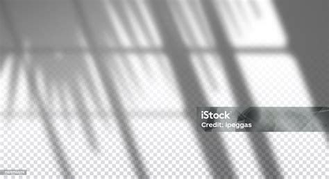 벽에 손바닥 분기와 창의 현실적인 투명 드롭 그림자 사진 디자인 프리젠 테이션에 대한 오버레이 효과 벡터 일러스트레이션 그림자에 대한 스톡 벡터 아트 및 기타 이미지