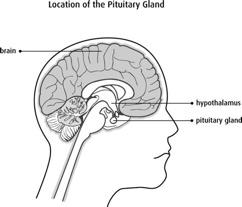 дотоод шүүрлийн б On Emaze