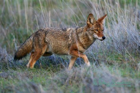 Coyote Canis Latrans Mammal