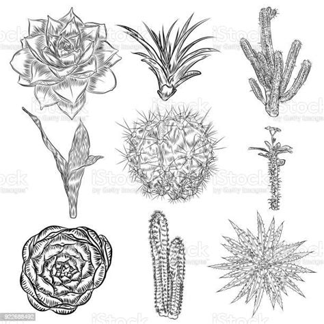 선인장의 설정 손으로 그린 선인장과 Succulents 테라 리 움 선인장 컬렉션입니다 야생 꽃 이국적인 열 대 숲입니다 벡터입니다 꽃 식물에 대한 스톡 벡터 아트 및 기타