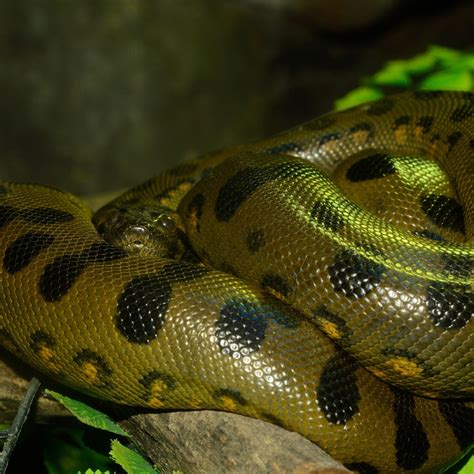 How Much Does Have The Green Anaconda Habitat Scientists Shocked To