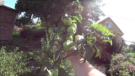 С утра пораньше Садово огородные заботы Youtube