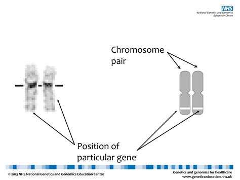 Explanation Of Autosomal Recessive Inheritance PPTX