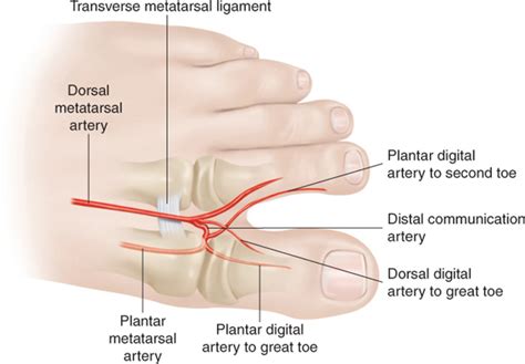 Vascularized Joint Transfer Musculoskeletal Key