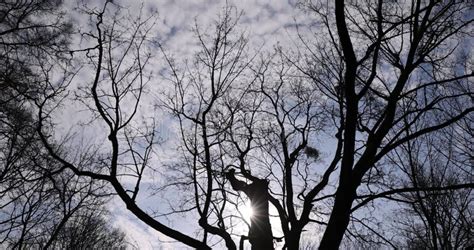 Deciduous Trees In Sunny Weather In Early Spring Stock Footage Video