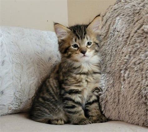 1 Perfect Pixie Bob Kittens For Sale Forest Hunter Pixie Bobs