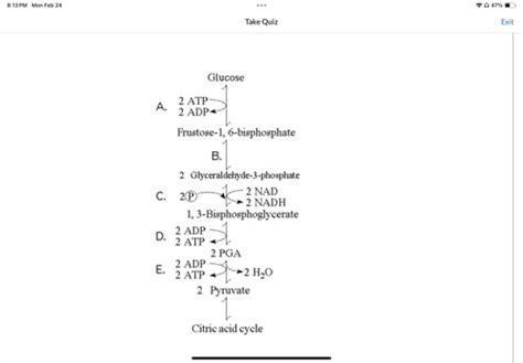 Bio 189 Exam 1 Flashcards Quizlet